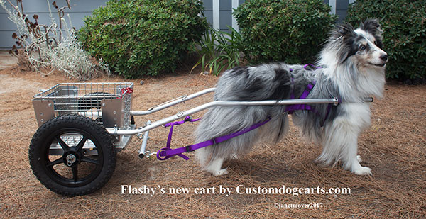 CUSTOM DOG CARTS | Manufacturing and selling the finest dog carts for ...