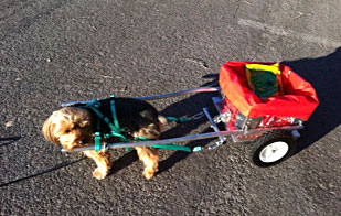 CUSTOM DOG CARTS | Manufacturing and selling the finest dog carts for ...