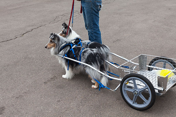 CUSTOM DOG CARTS | Manufacturing and selling the finest dog carts for ...