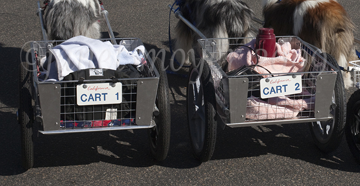 Photo Gallery | 13: CUSTOM DOG CARTS | Manufacturing and selling the ...